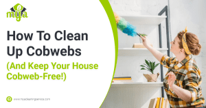 How To Clean Up Cobwebs (And Keep Your House Cobweb-Free!) | Blog